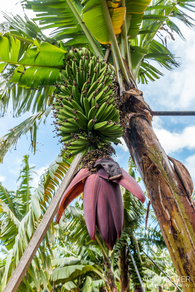 A Banana Plantation on Madeira • Die Meurers