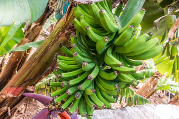A Banana Plantation on Madeira • Die Meurers