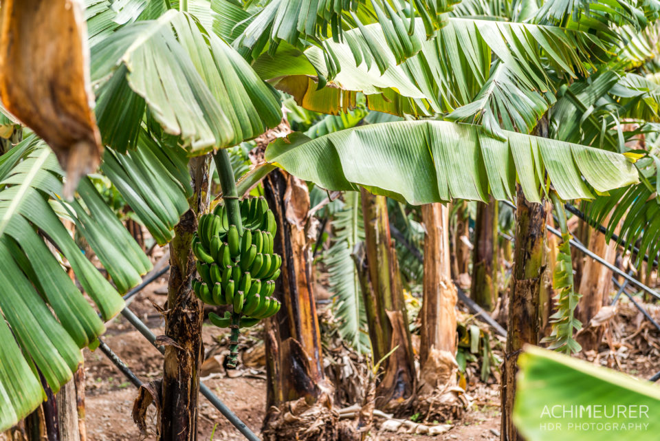 A Banana Plantation on Madeira • Die Meurers