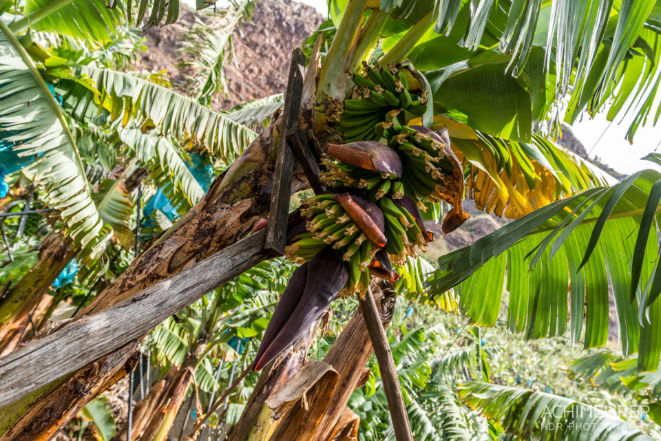 A Banana Plantation on Madeira • Die Meurers