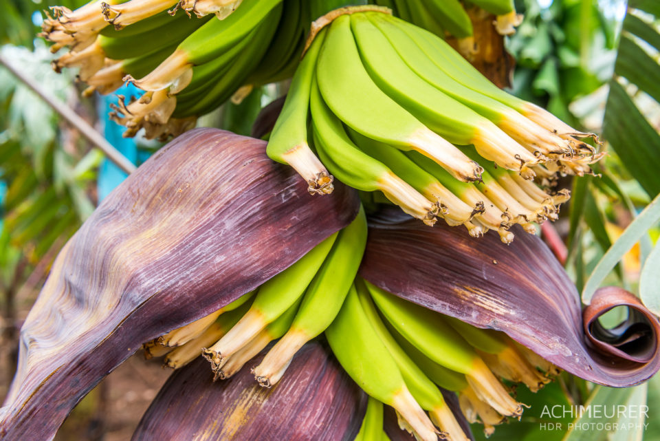 A Banana Plantation on Madeira • Die Meurers